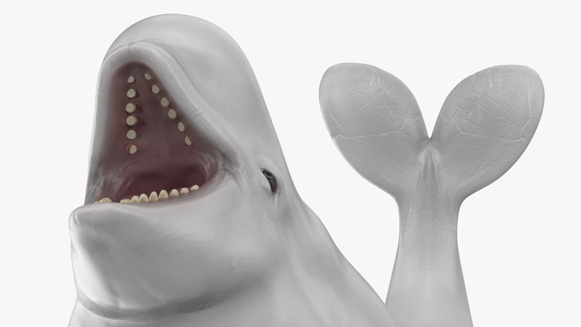 3D model Beluga Whale Young Playful Pose - TurboSquid 2028396
