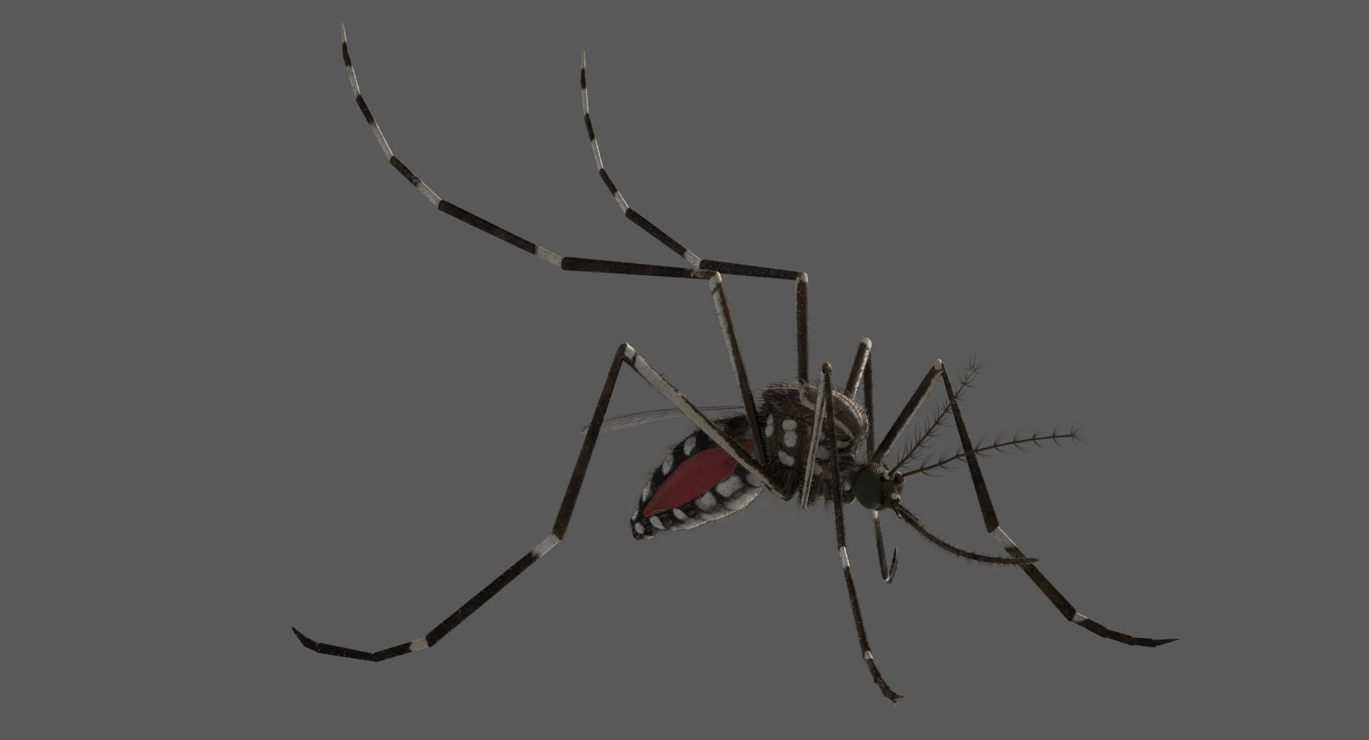 3D mosquito yellow fever animation - TurboSquid 1353727