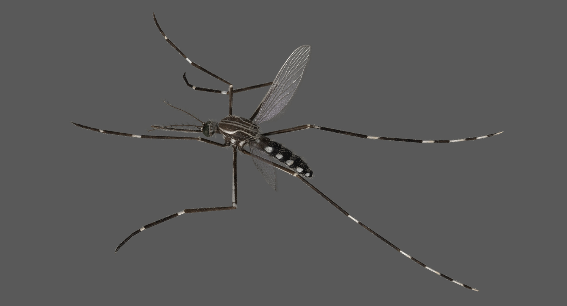 3D mosquito yellow fever animation - TurboSquid 1353727