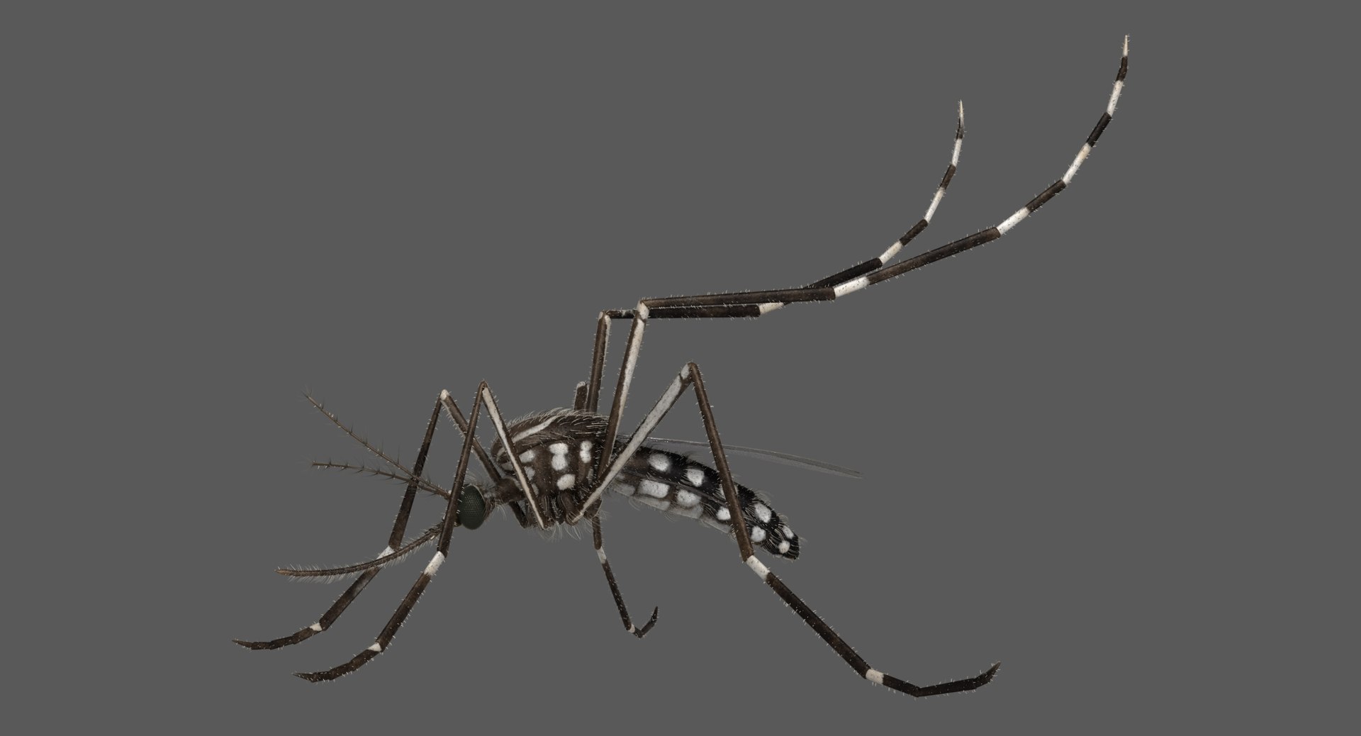 3D mosquito yellow fever animation - TurboSquid 1353727