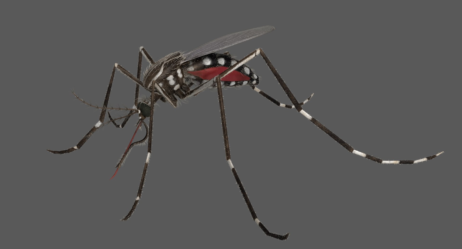 3D mosquito yellow fever animation - TurboSquid 1353727