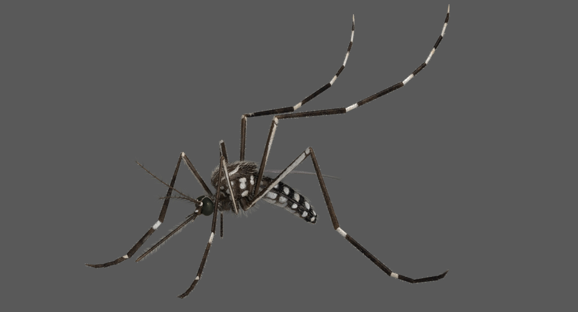 3D mosquito yellow fever animation - TurboSquid 1353727