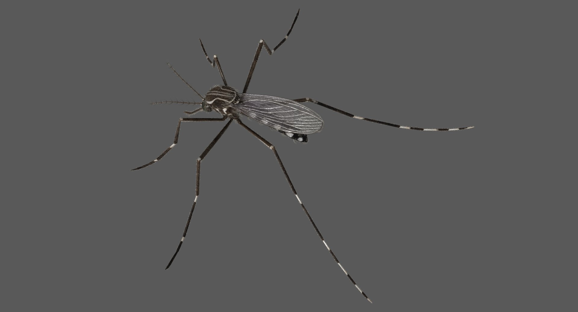 3D mosquito yellow fever animation - TurboSquid 1353727