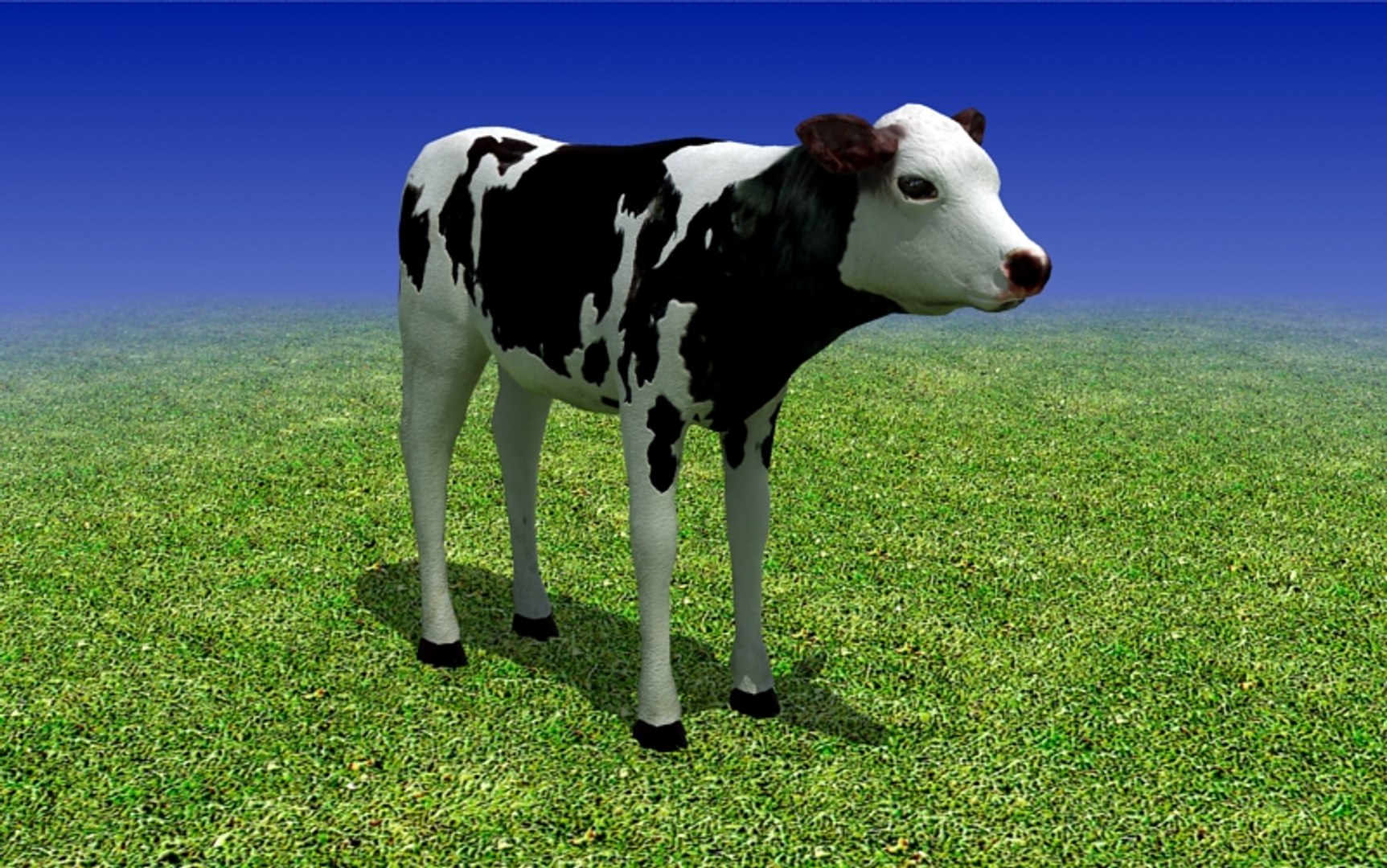Max Calf Cow