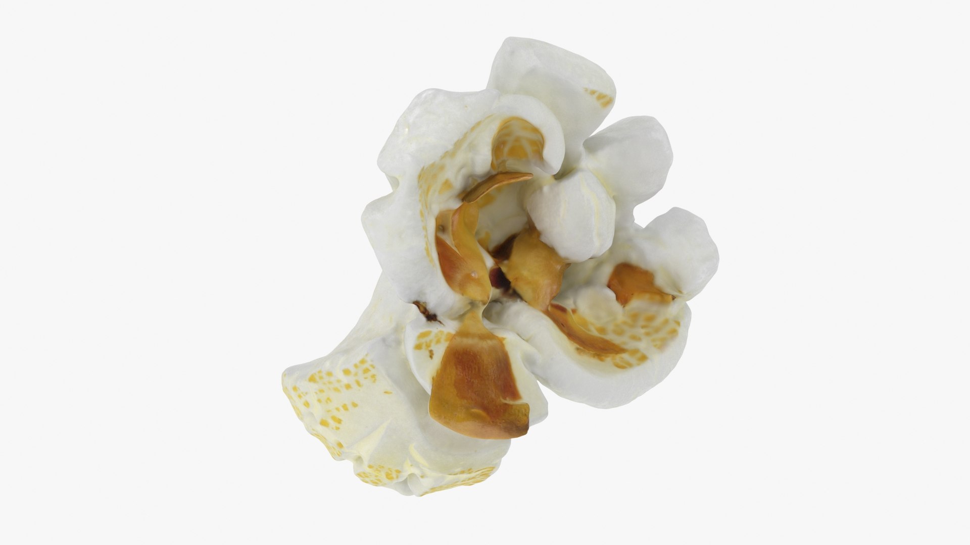 Popcorn 02 Model - TurboSquid 2254329