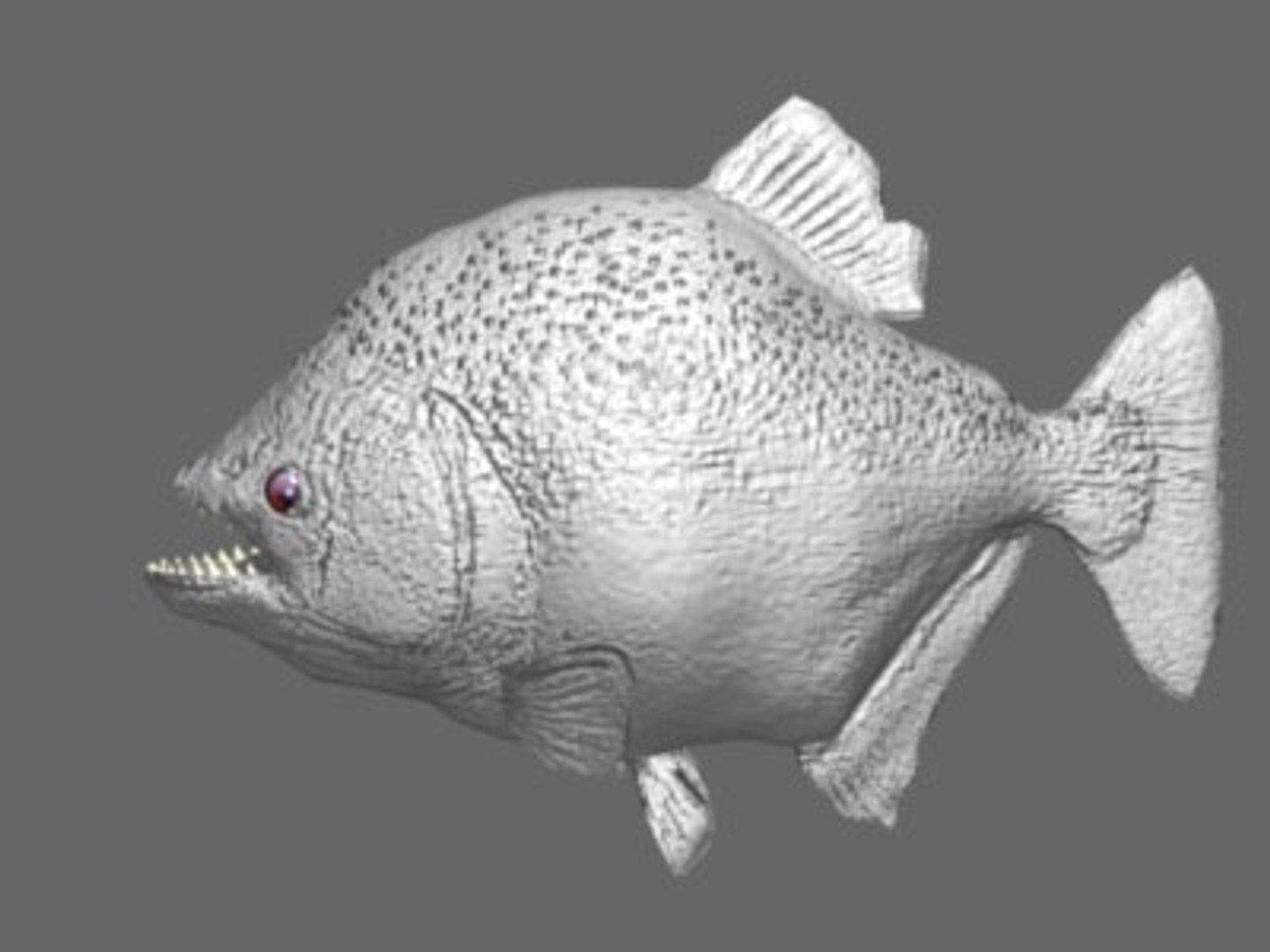 Fish 3d Model