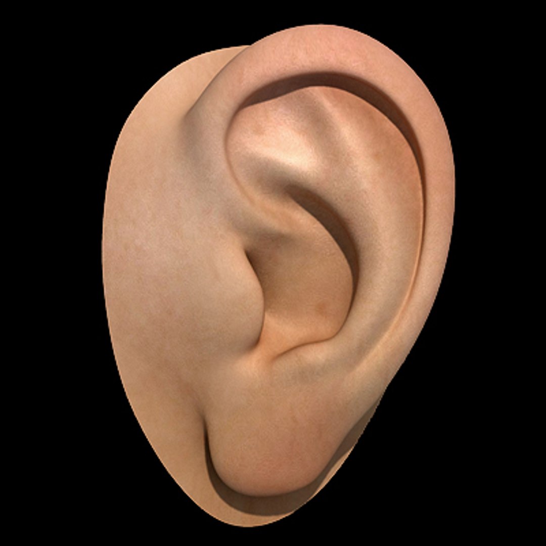ear hires subdivision 3d model