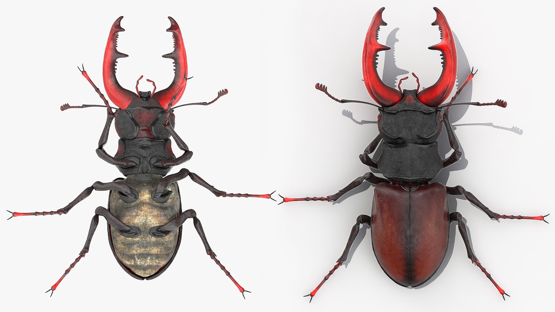3D model lucanus cervus stag beetle - TurboSquid 1520949
