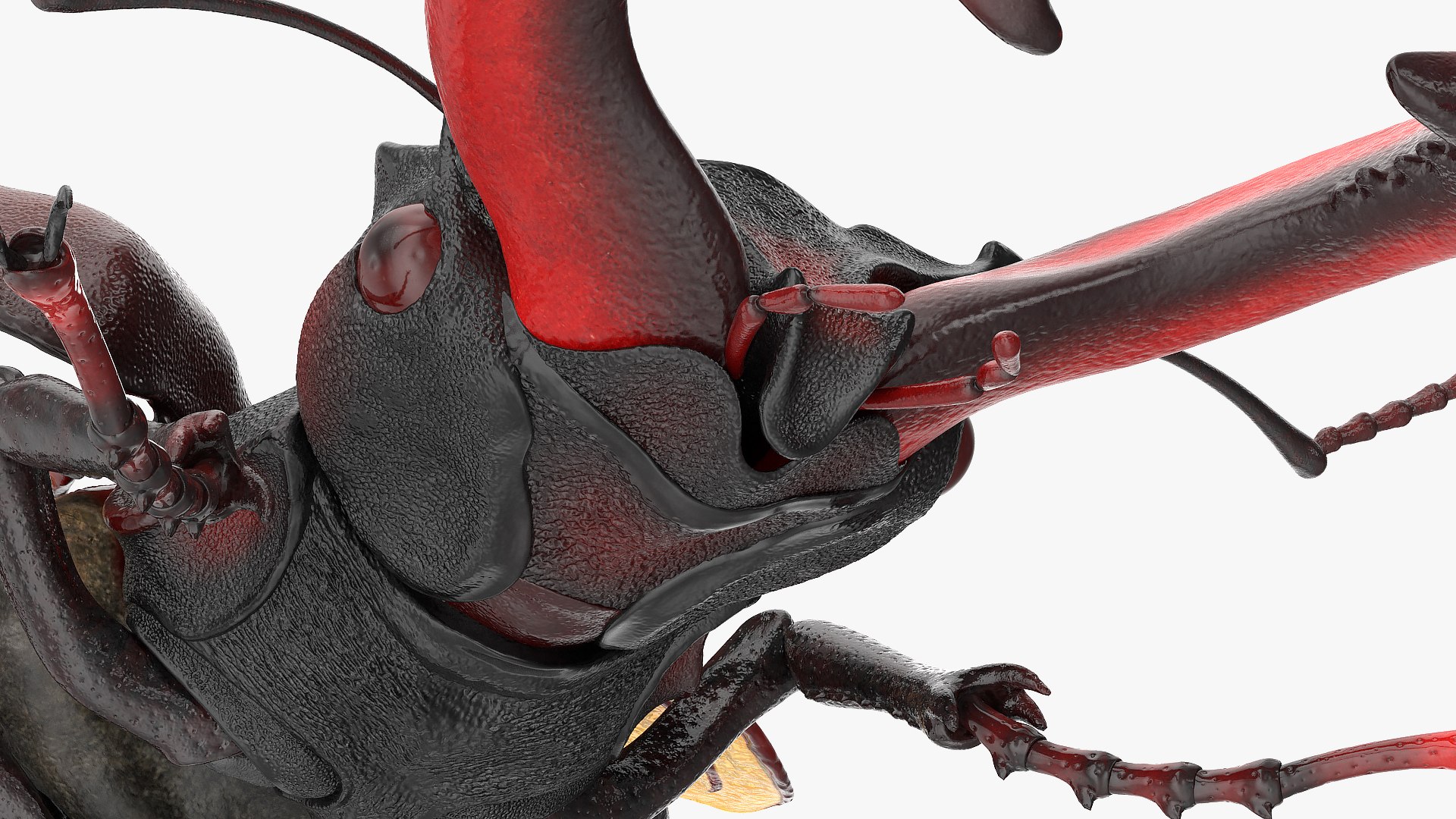 3D model lucanus cervus stag beetle - TurboSquid 1520949