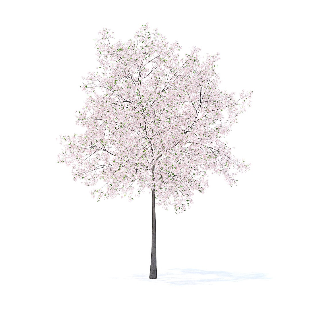 Cherry Tree 5 7m 3D Model - TurboSquid 1253161