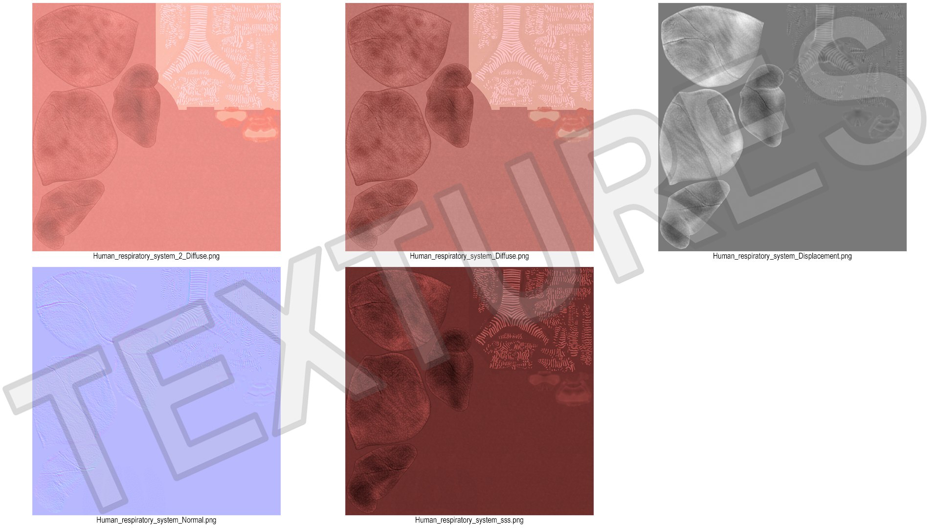 3D Human Respiratory Anatomy System Model - TurboSquid 2386161
