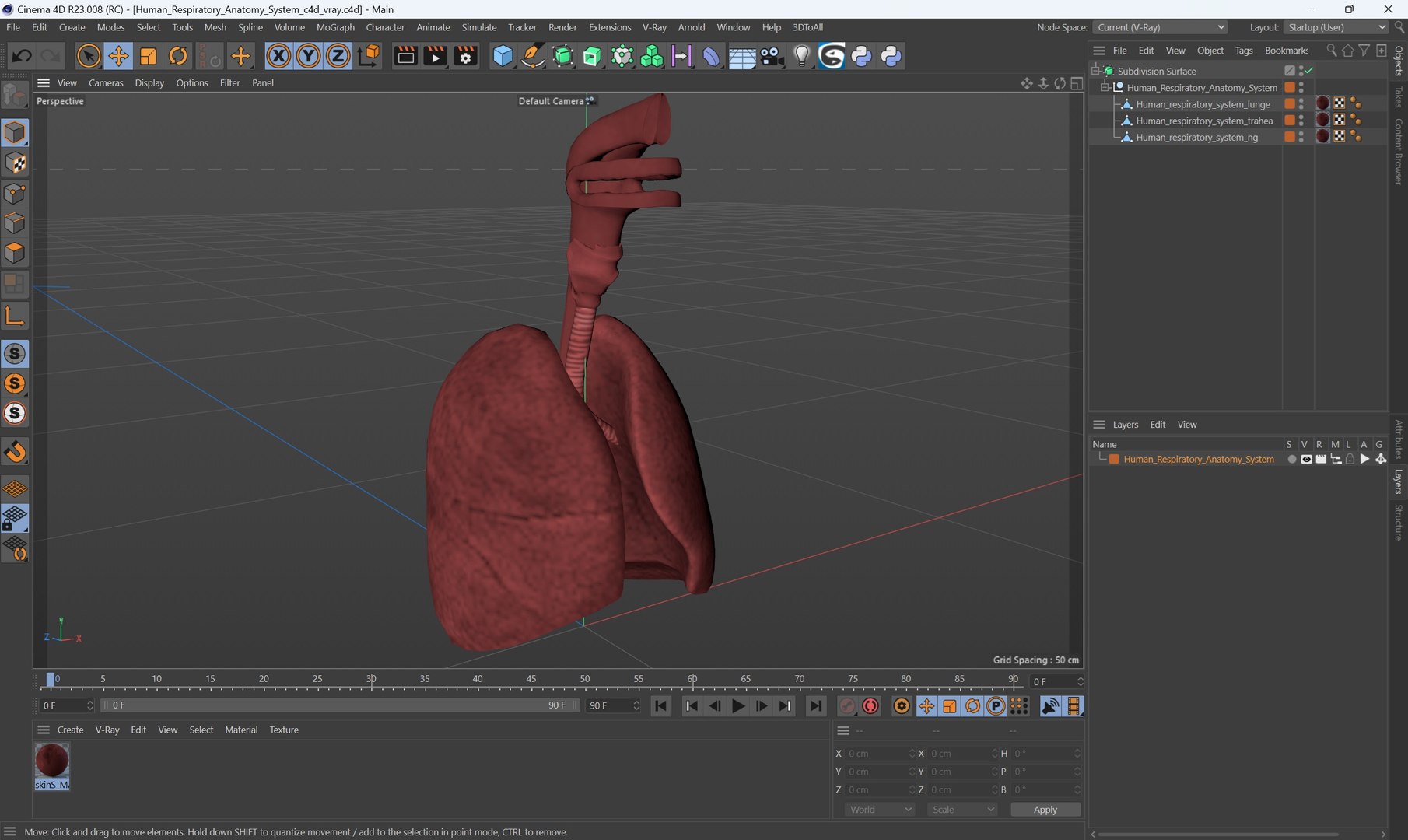 3D Human Respiratory Anatomy System Model - TurboSquid 2386161
