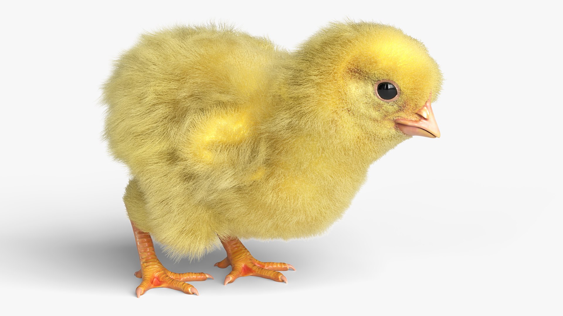 3D модель Анимированная модель молодого цыпленка на ферме, поедающего корм, созданная для ...