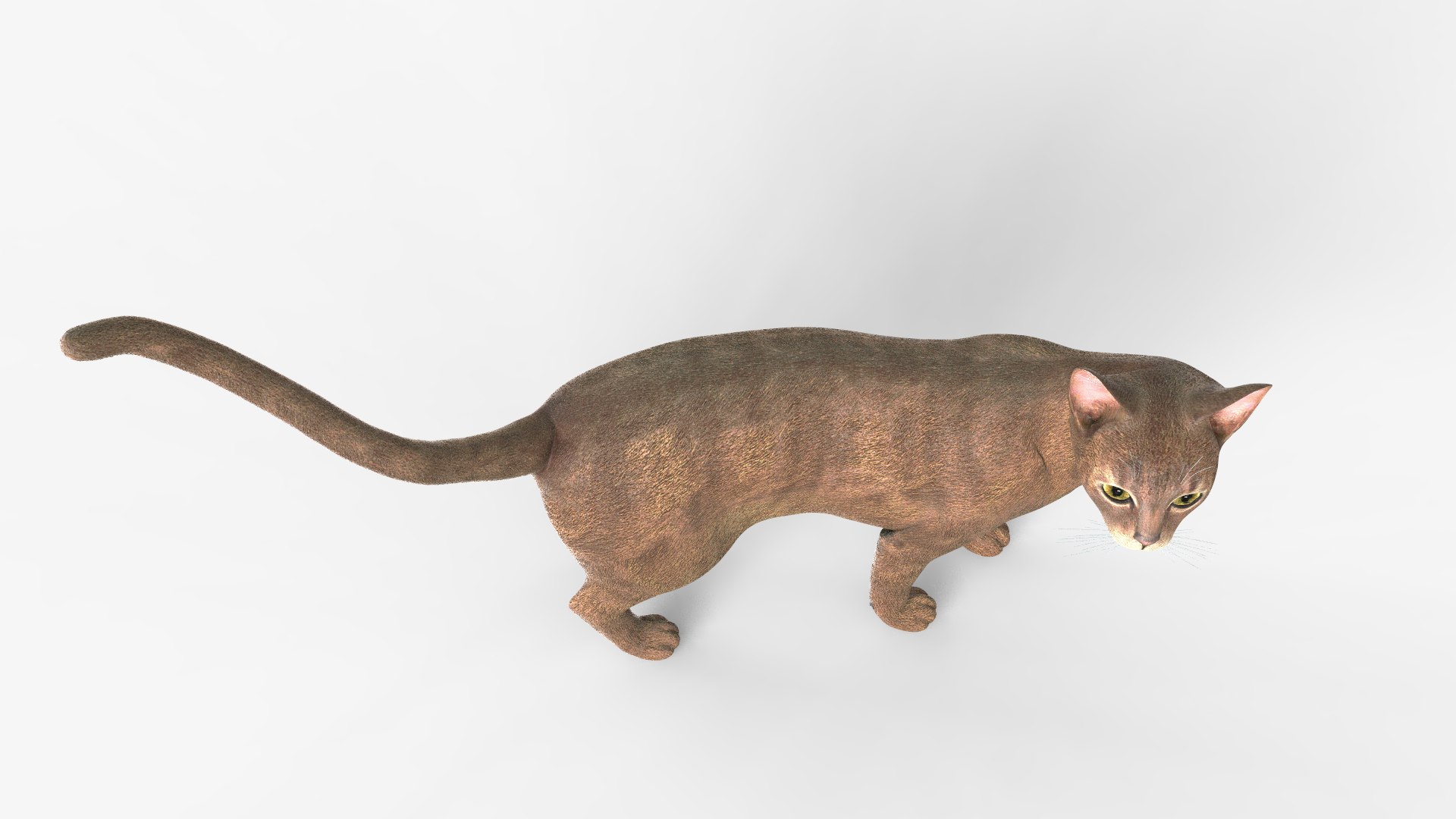 Abyssinian Cat Rigged for Cinema FBX model - TurboSquid 2069951