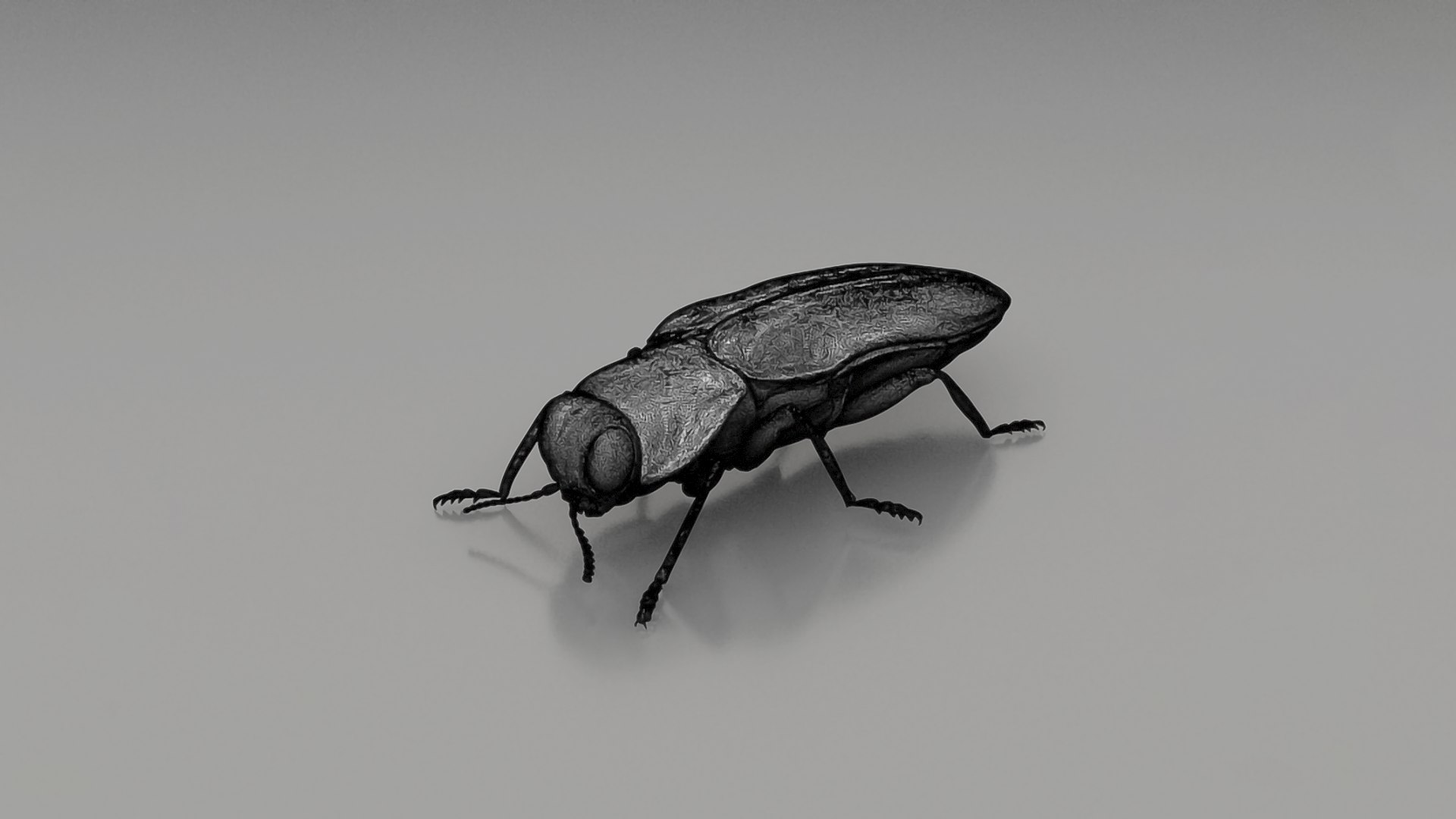 Realistic Insects Pack - Volume 04 3D Model - TurboSquid 2377082