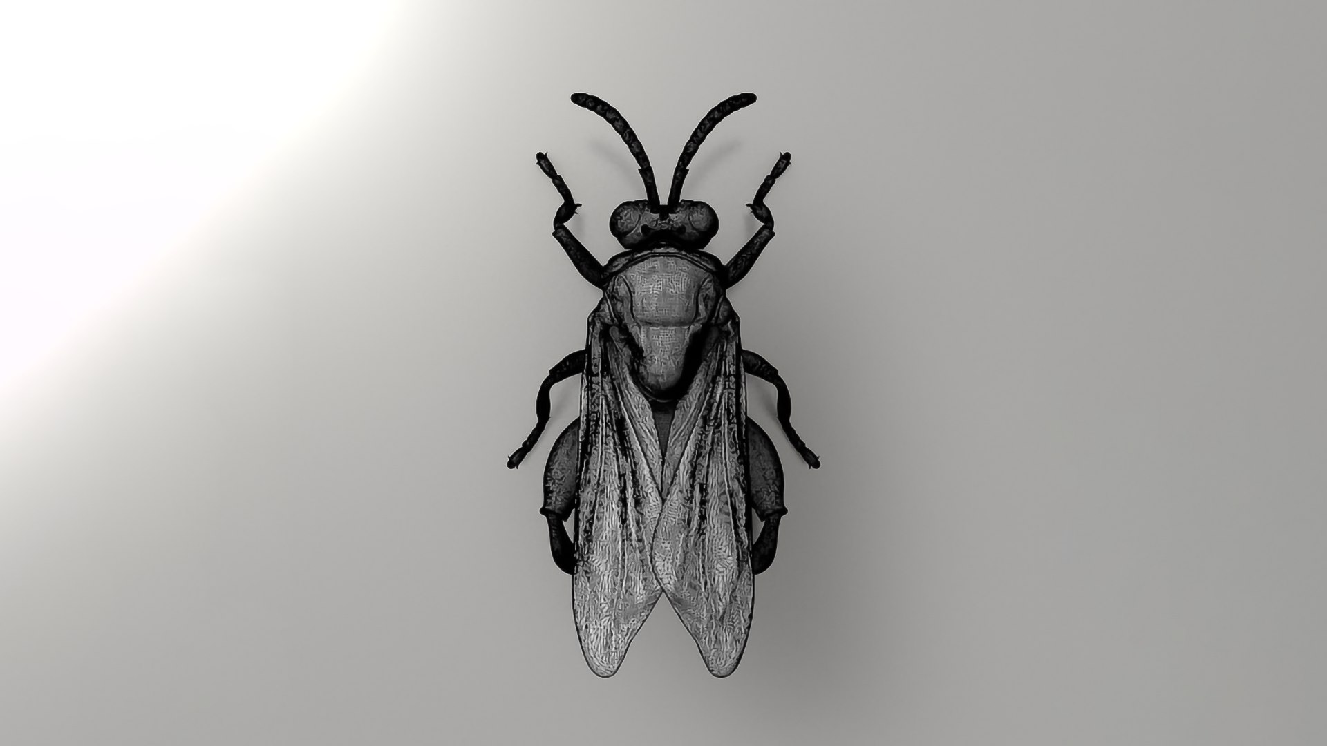 Realistic Insects Pack - Volume 04 3D Model - TurboSquid 2377082