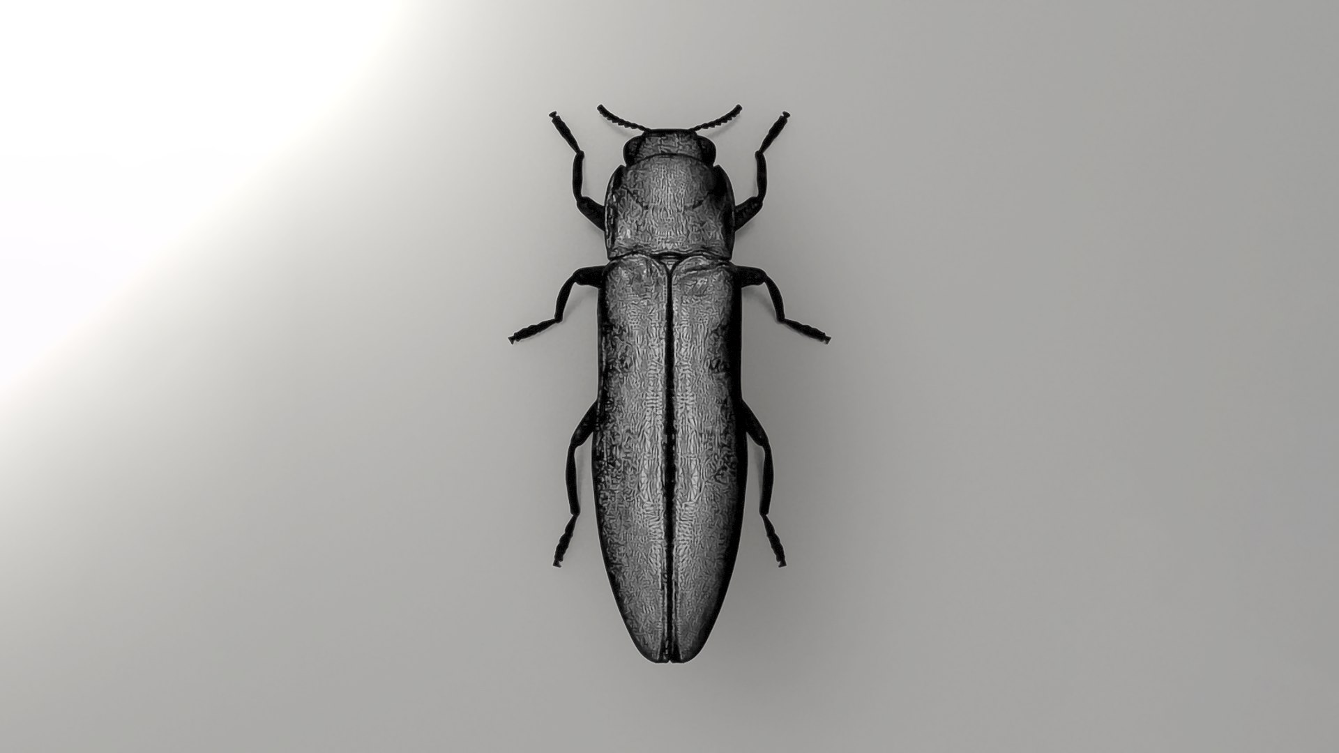 Realistic Insects Pack - Volume 04 3D Model - TurboSquid 2377082