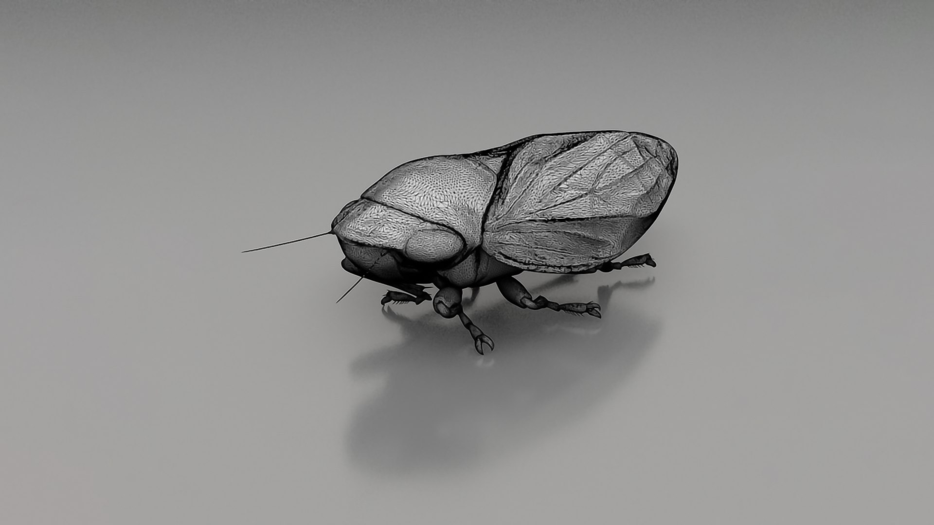 Realistic Insects Pack - Volume 04 3D Model - TurboSquid 2377082