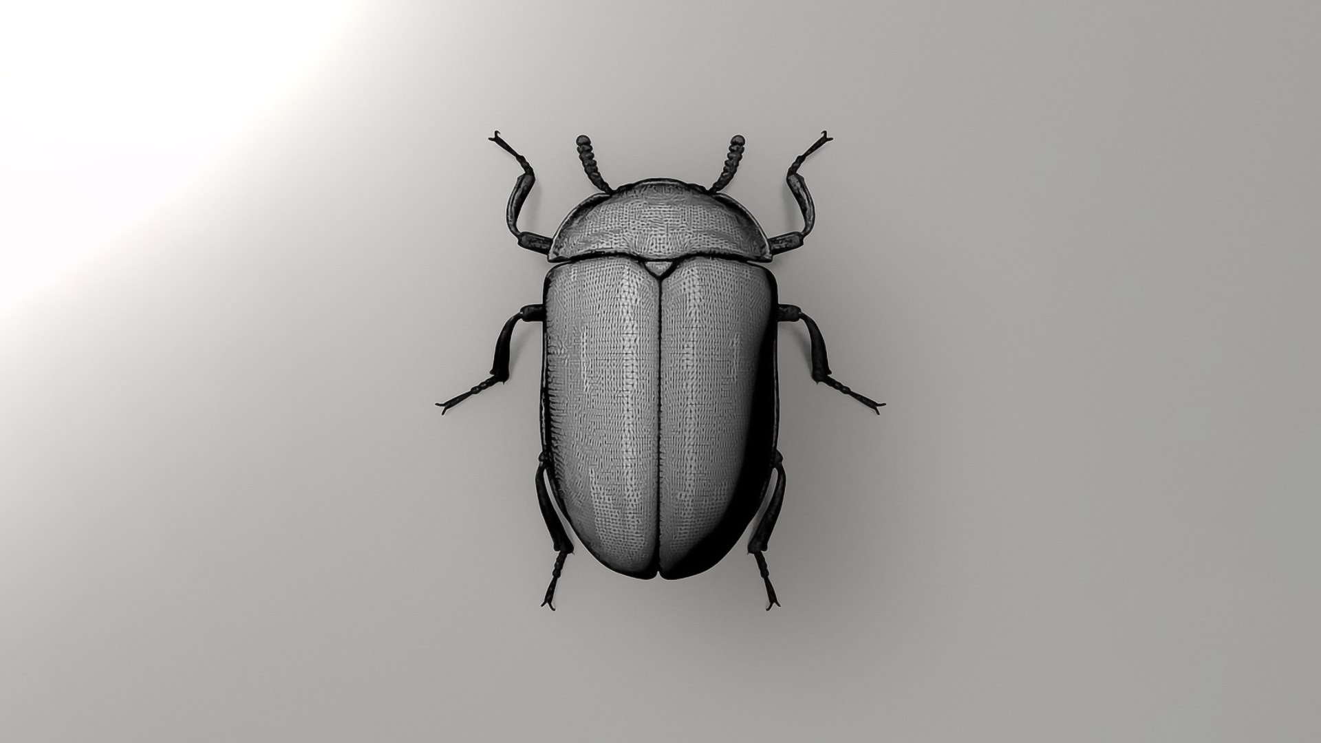 Realistic Insects Pack - Volume 04 3D Model - TurboSquid 2377082