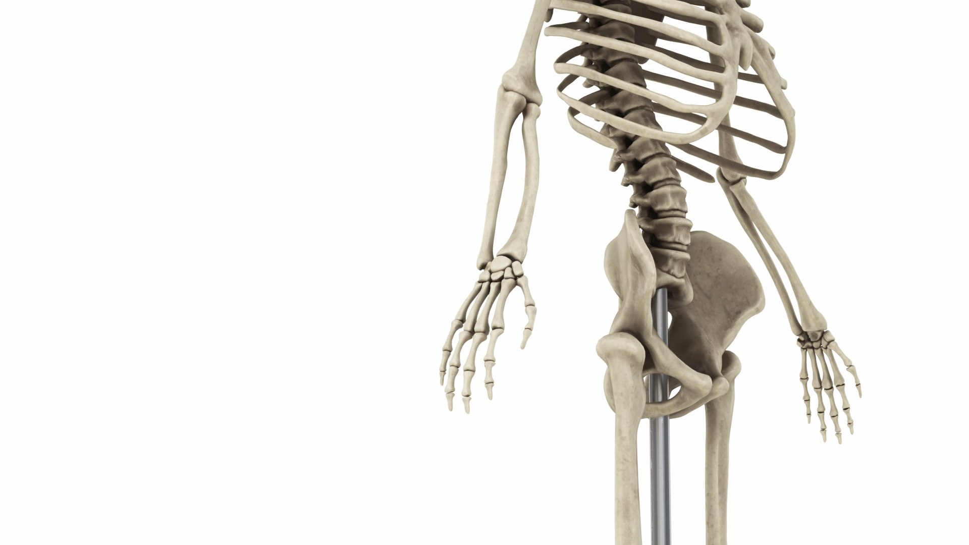 3D Model Lab Human Skeletal System - TurboSquid 2457901