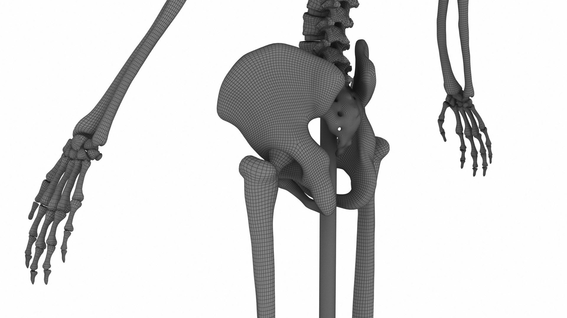 3D Model Lab Human Skeletal System - TurboSquid 2457901