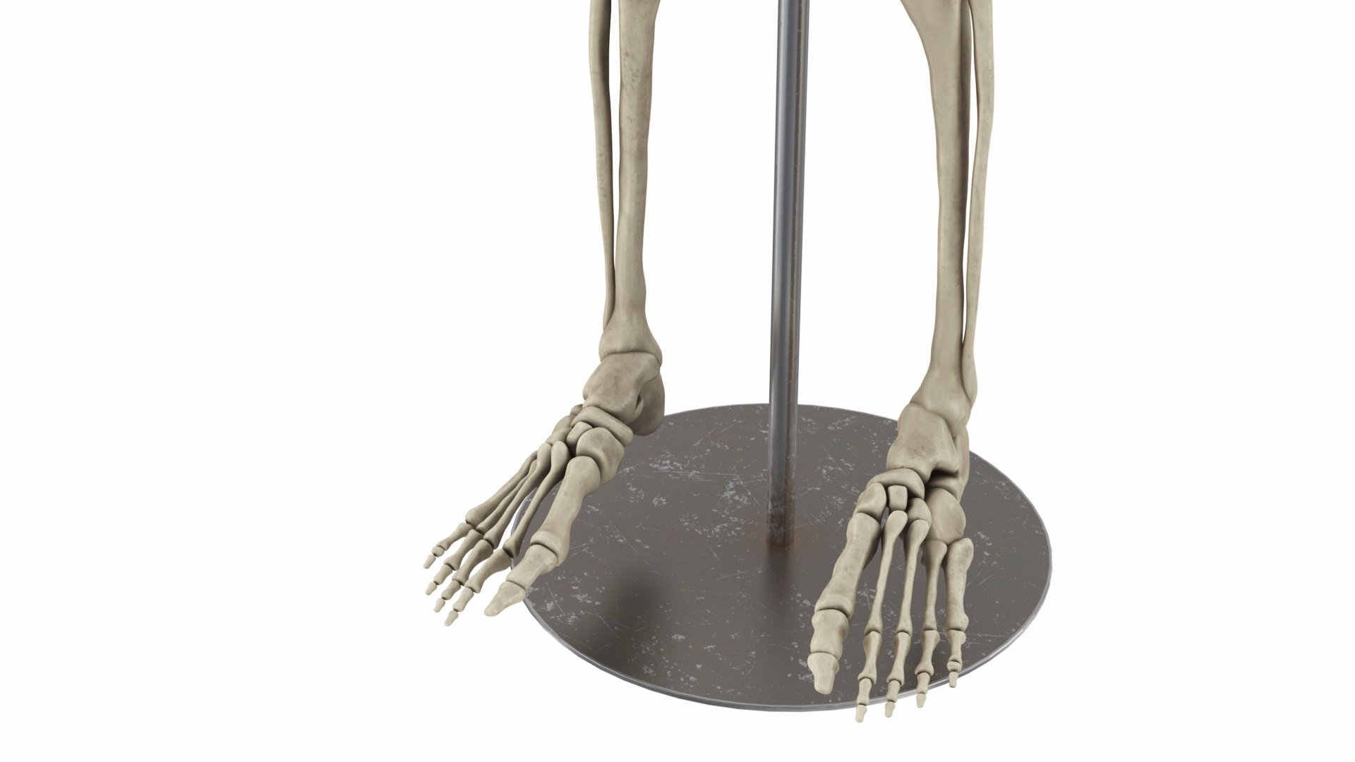 3D Model Lab Human Skeletal System - TurboSquid 2457901