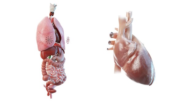 Girl boy kids anatomy model - TurboSquid 1657566