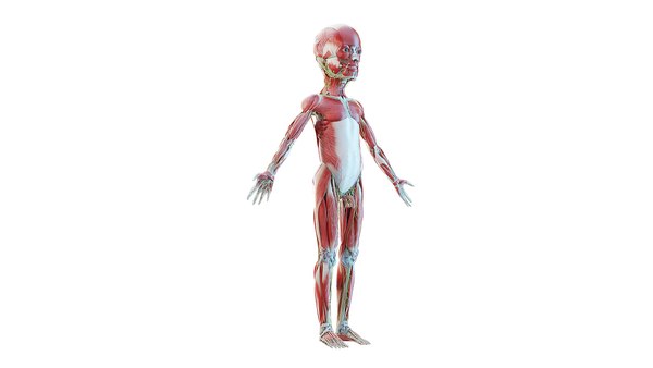 Girl boy kids anatomy model - TurboSquid 1657566
