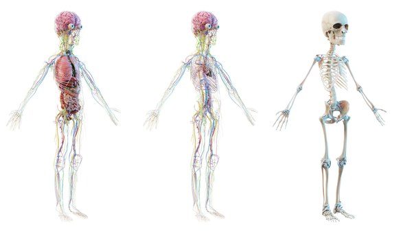 Girl boy kids anatomy model - TurboSquid 1657566