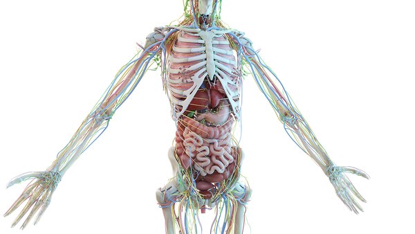 Girl boy kids anatomy model - TurboSquid 1657566