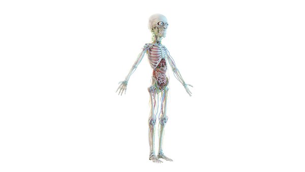 Girl boy kids anatomy model - TurboSquid 1657566
