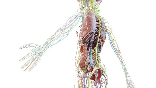 Girl boy kids anatomy model - TurboSquid 1657566