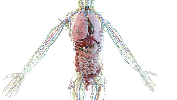 Girl boy kids anatomy model - TurboSquid 1657566