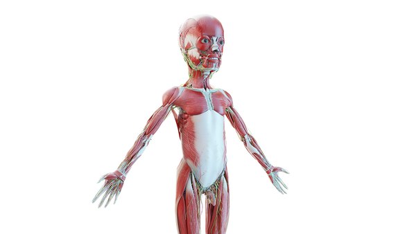 Girl boy kids anatomy model - TurboSquid 1657566