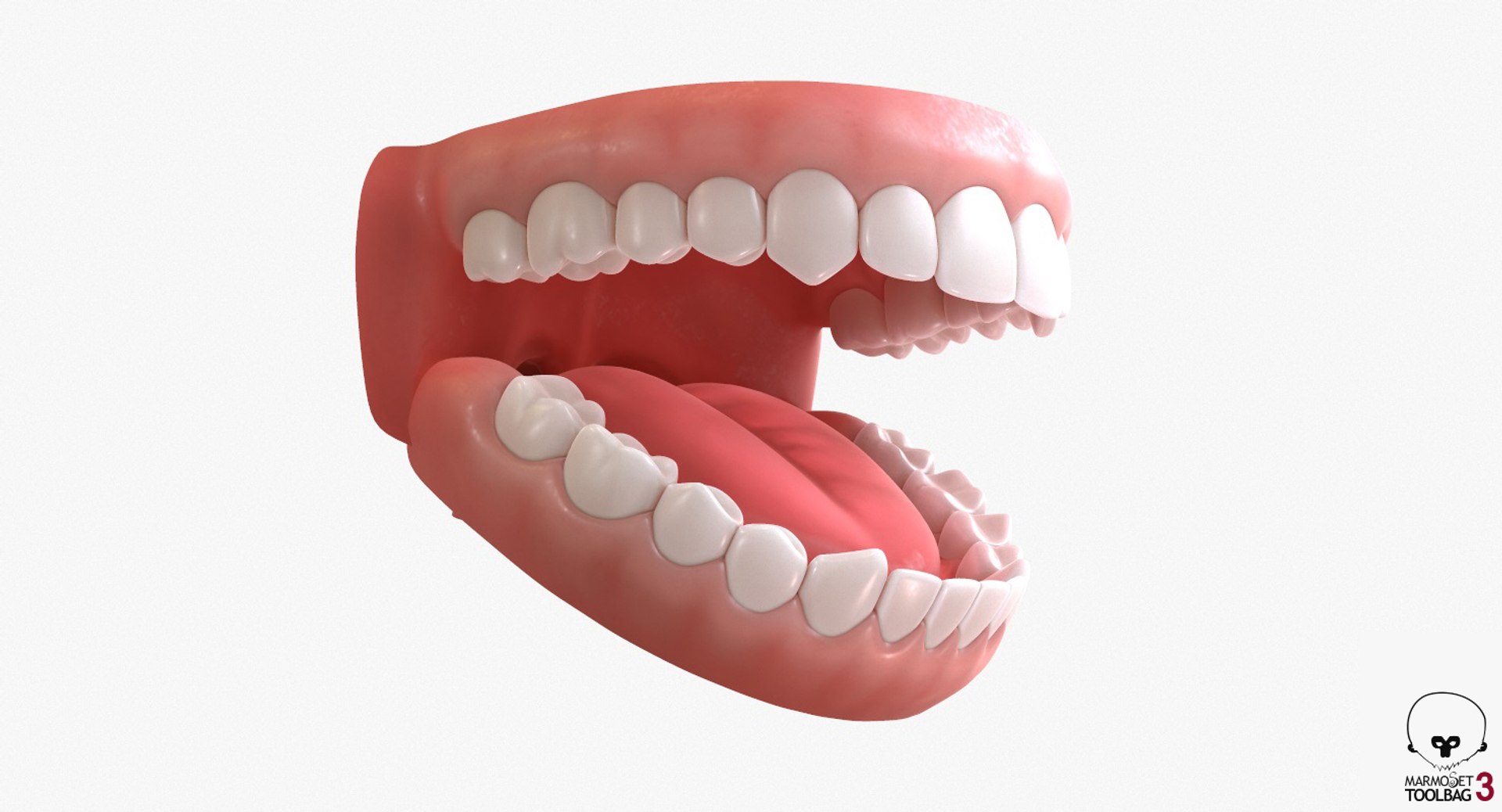 Teeth Pbr Marmoset 3d Model