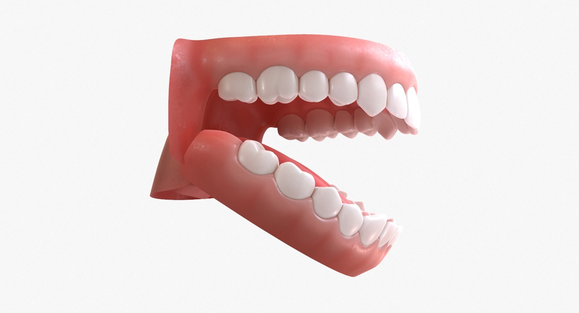 Teeth Pbr Marmoset 3d Model