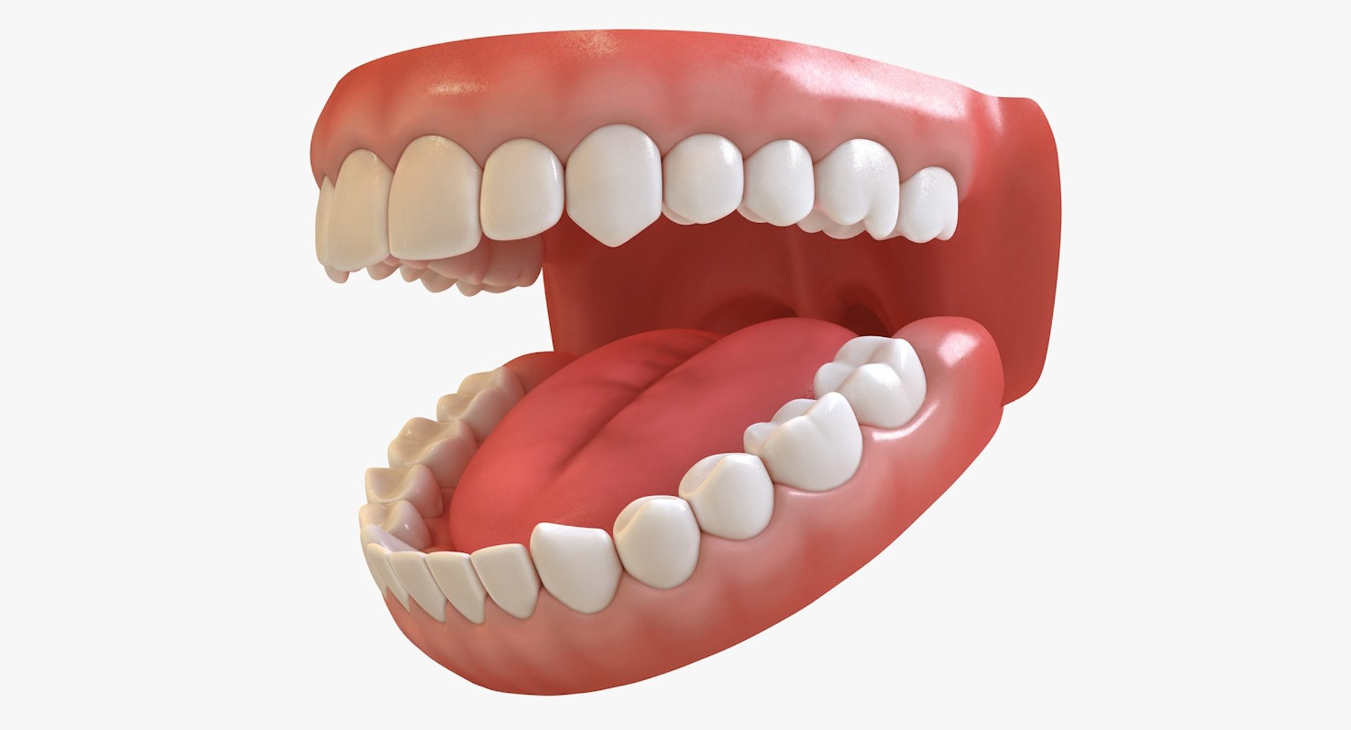 Teeth Pbr Marmoset 3d Model
