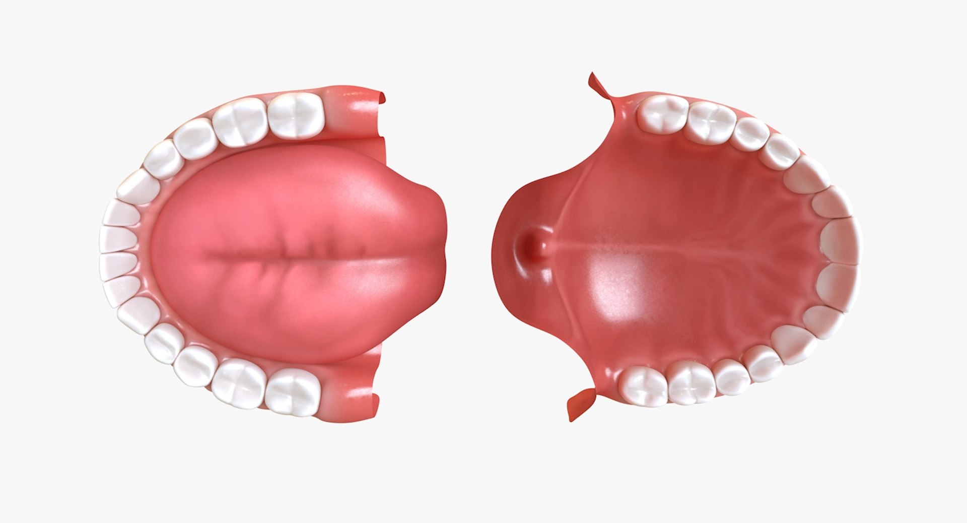 Teeth Pbr Marmoset 3d Model