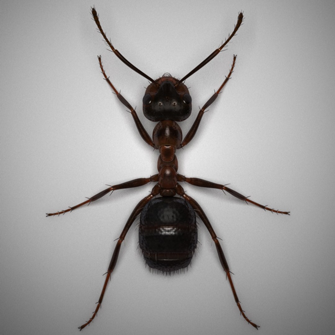 Ant 3d C4d