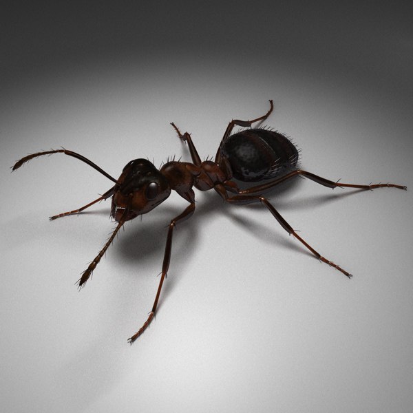 ant 3d c4d