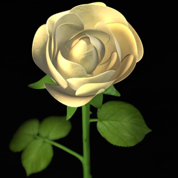 3d rose flower
