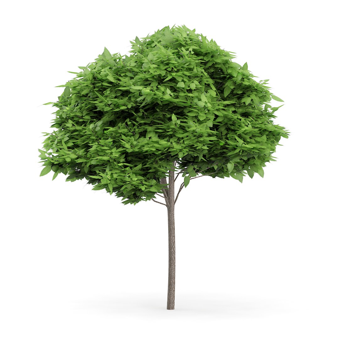 3d Model Catalpa Scop 5 9m