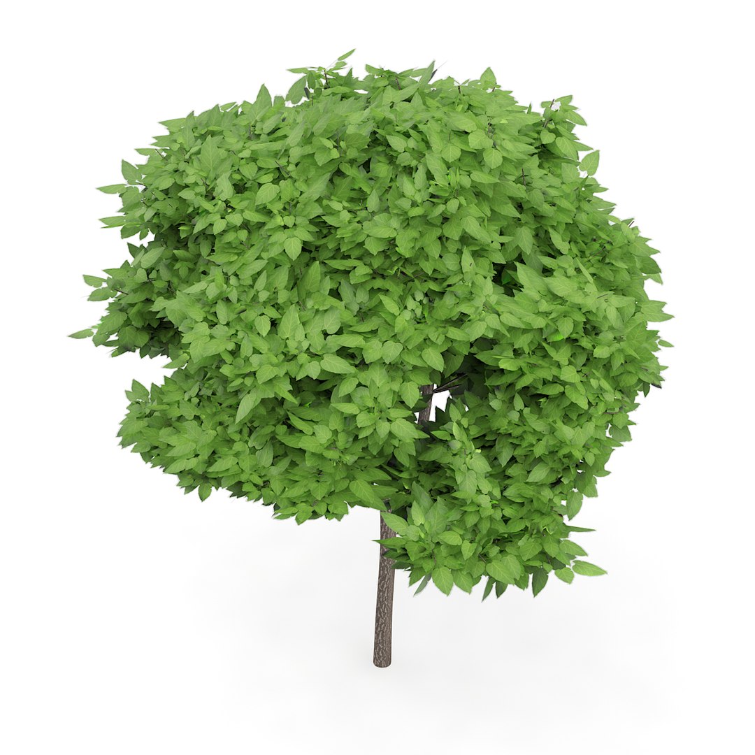 3d Model Catalpa Scop 5 9m