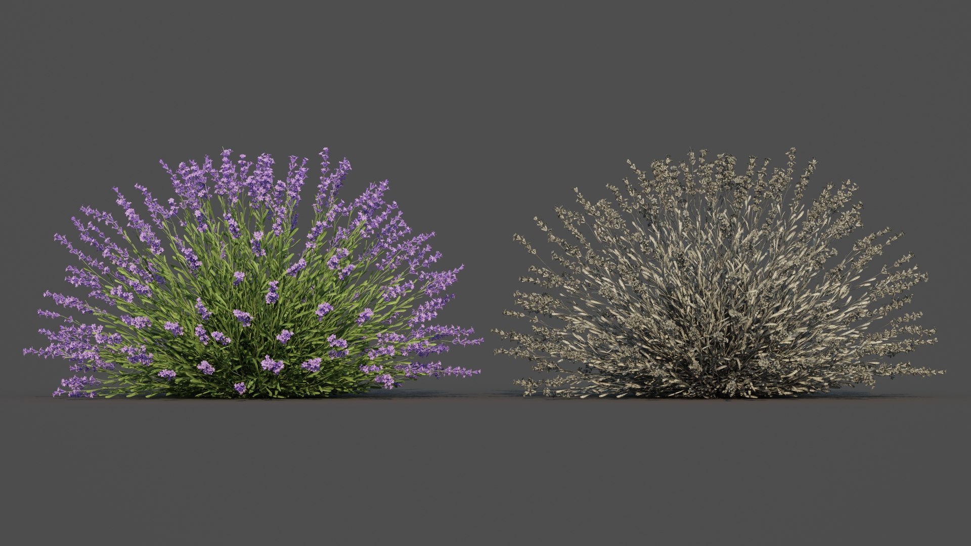 3D Model Lavender Tree - TurboSquid 1667492