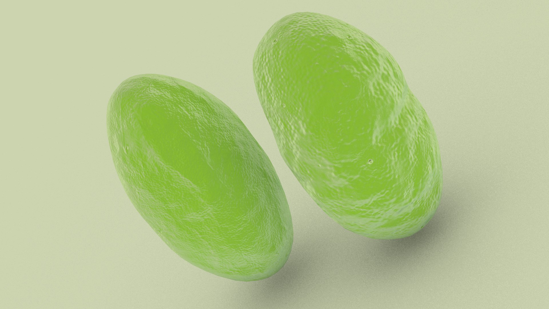 3D Coccobacilus - TurboSquid 2078368