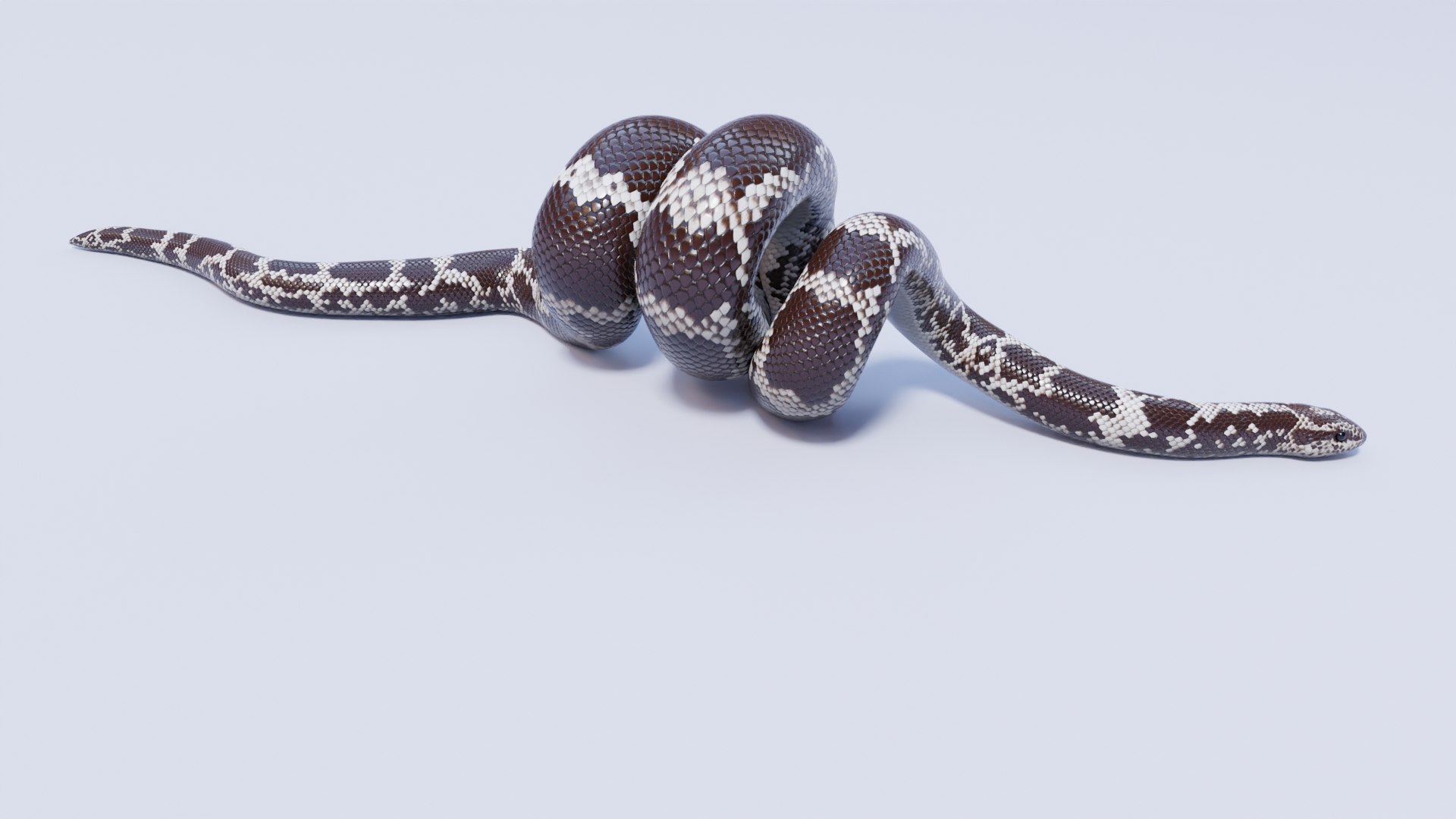 3D Animated Kenyan Sand Boa model - TurboSquid 1950268