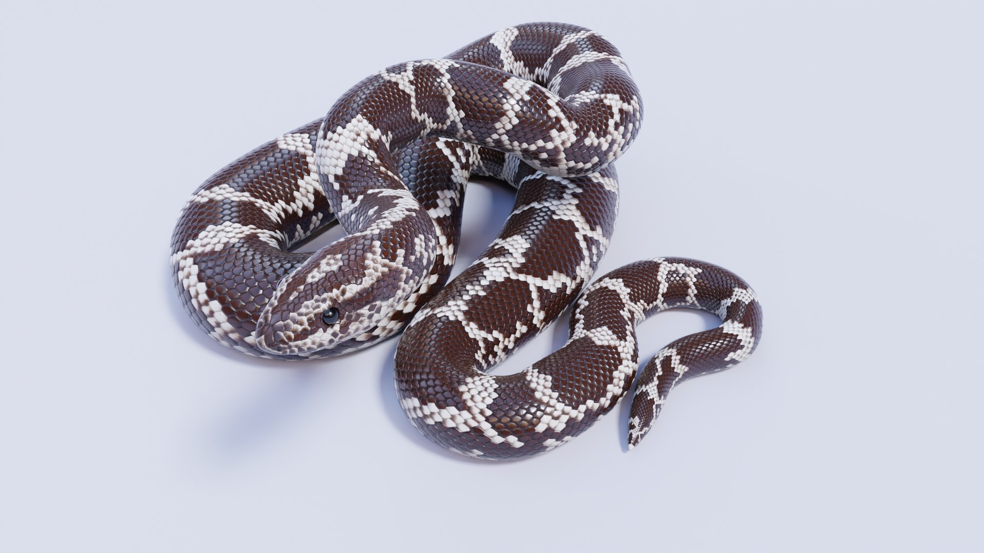 3D Animated Kenyan Sand Boa model - TurboSquid 1950268