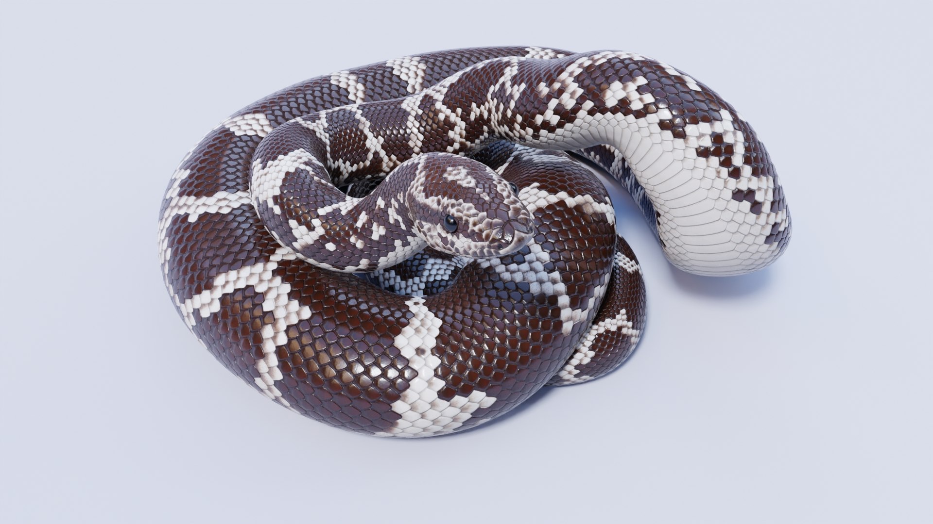 3D Animated Kenyan Sand Boa model - TurboSquid 1950268