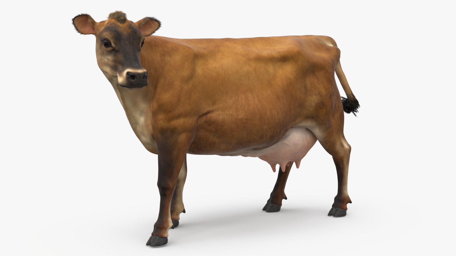 Channel Island Cow Brown Fur 3D Model - TurboSquid 2310812