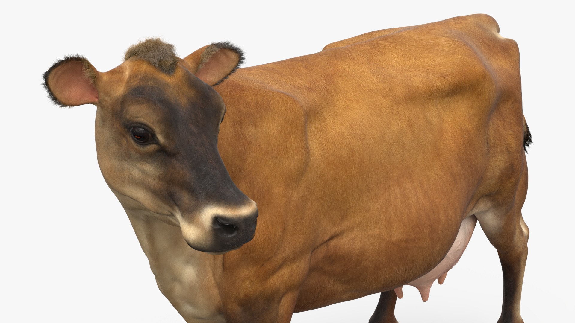 Channel Island Cow Brown Fur 3D Model - TurboSquid 2310812